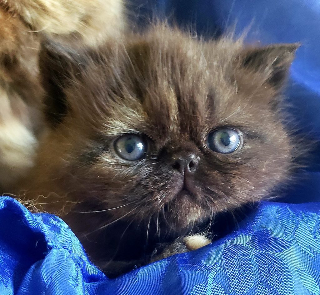 Nursery – Lionzden Cattery
