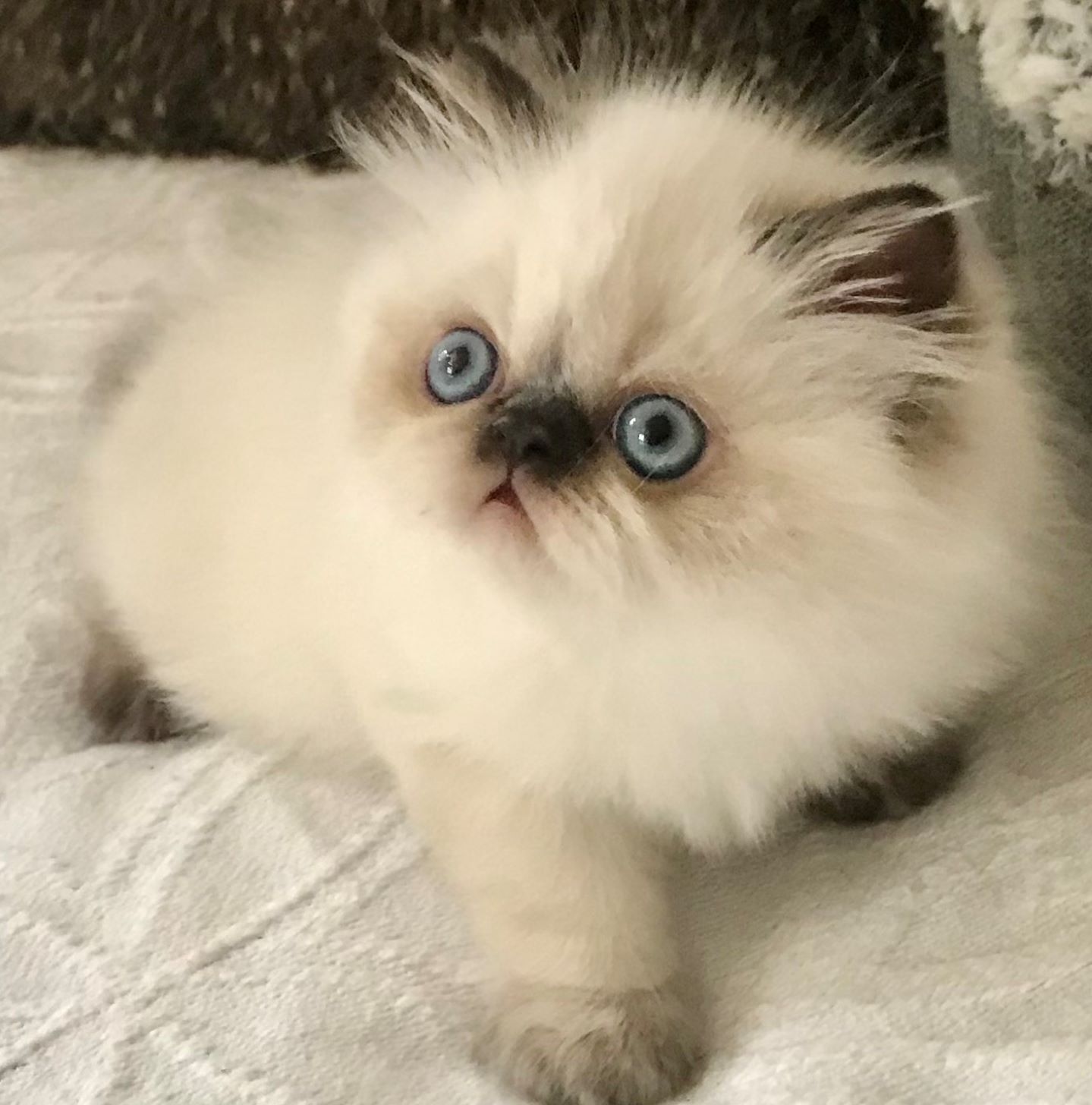 Pet Kittens – Lionzden Cattery