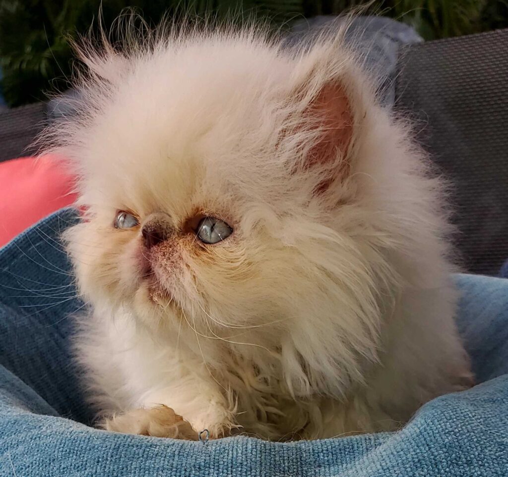 Pet Kittens – Lionzden Cattery