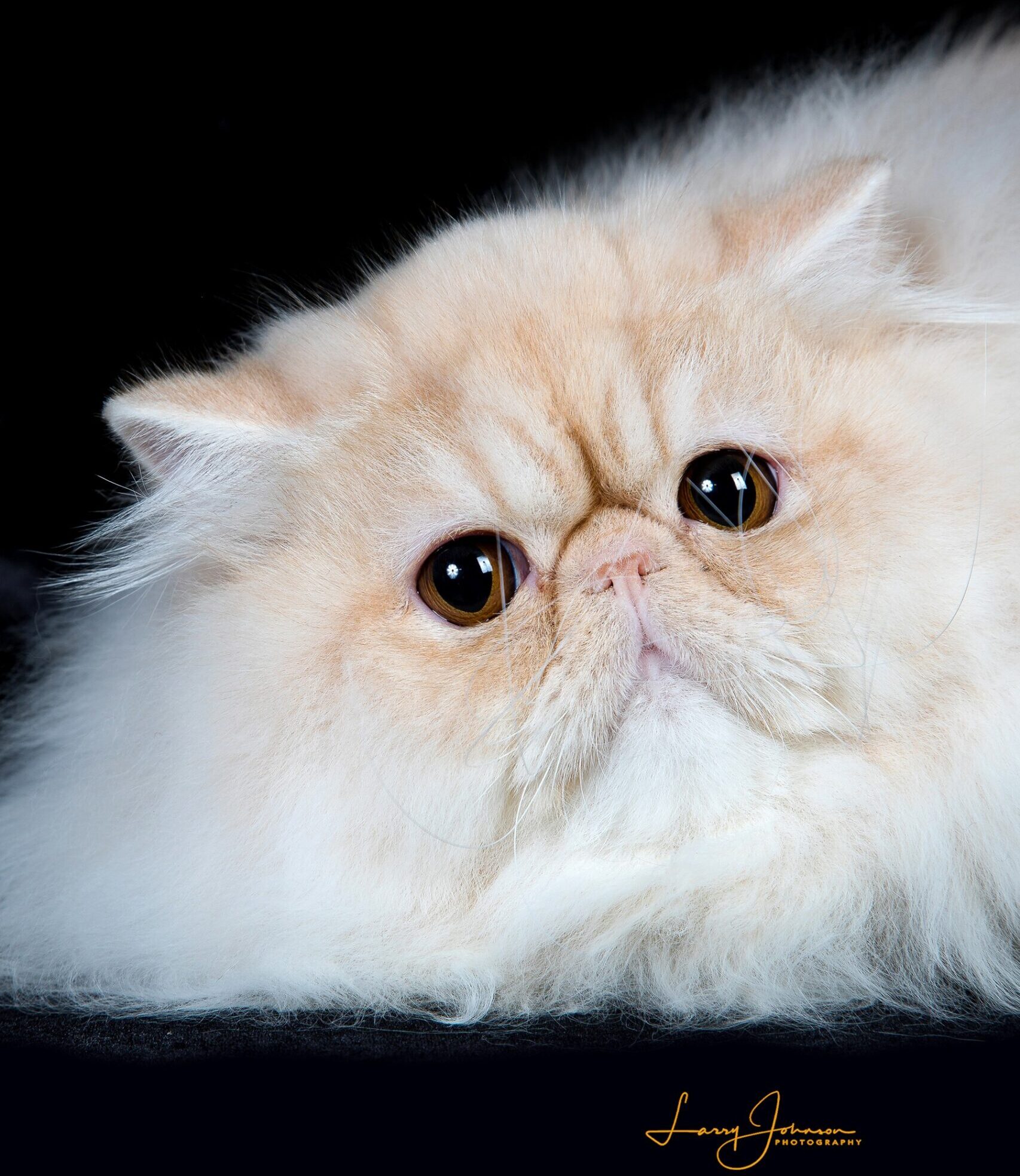 Our Champions – Lionzden Cattery